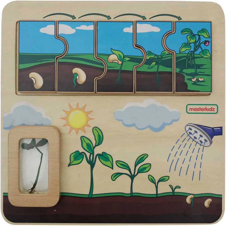 Plant Life Cycle Learning Board – Haywood Educational Resources
